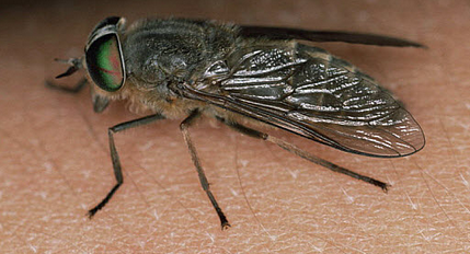 Midges and Clegs – Johnny Jones